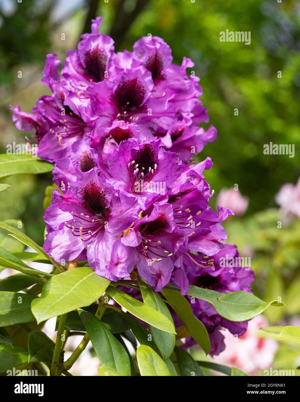 Rhododendron Hybrid (Rhododendron hybrid), close up of the flower head ...