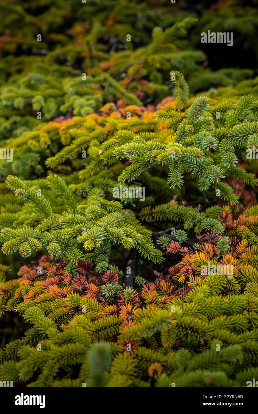 Close-up of a spruce tree branch. Needles turned yellow in the fall ...
