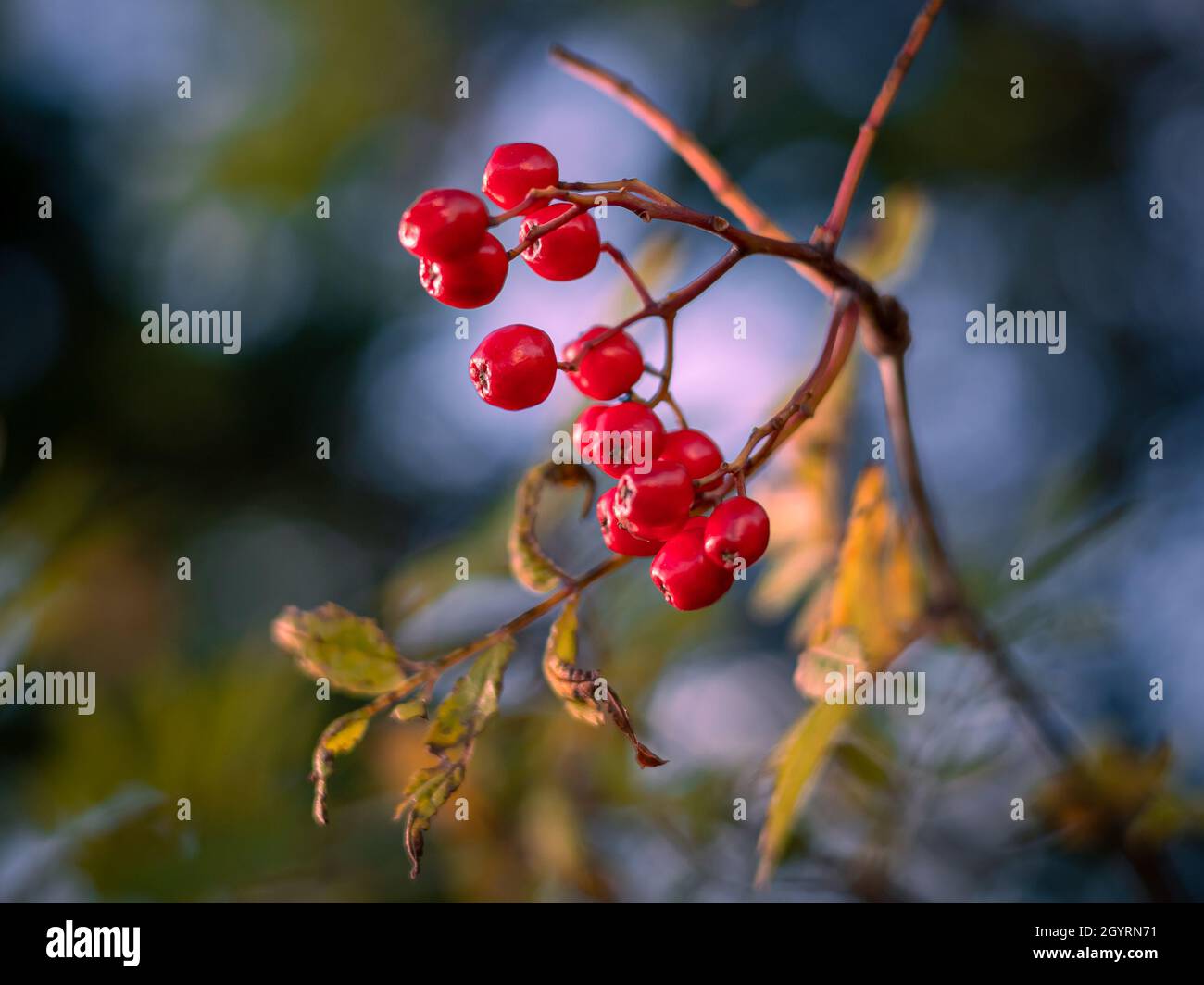 Branch ash tree fruit on hi-res stock photography and images - Alamy