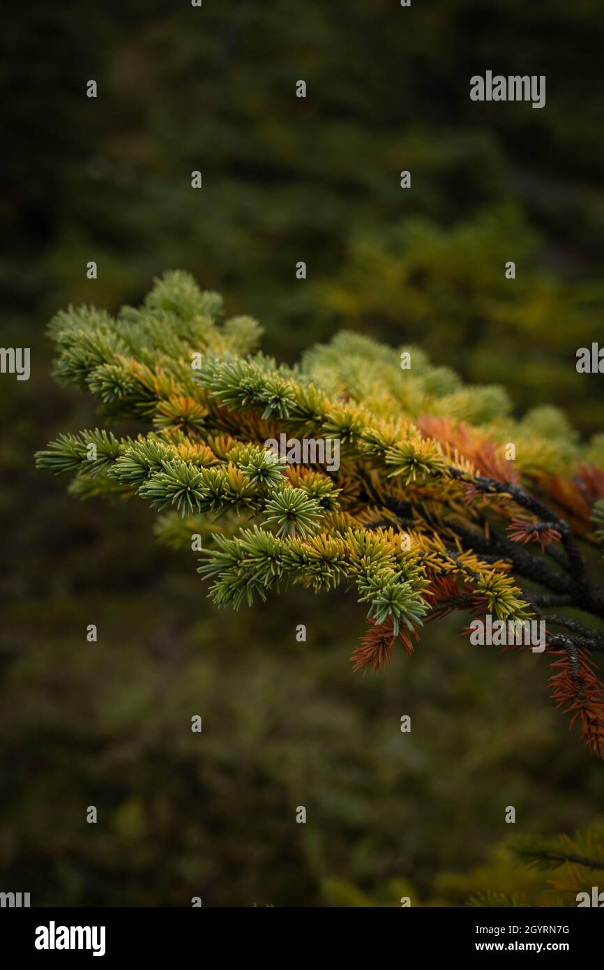 Tree branch needles hi-res stock photography and images - Alamy