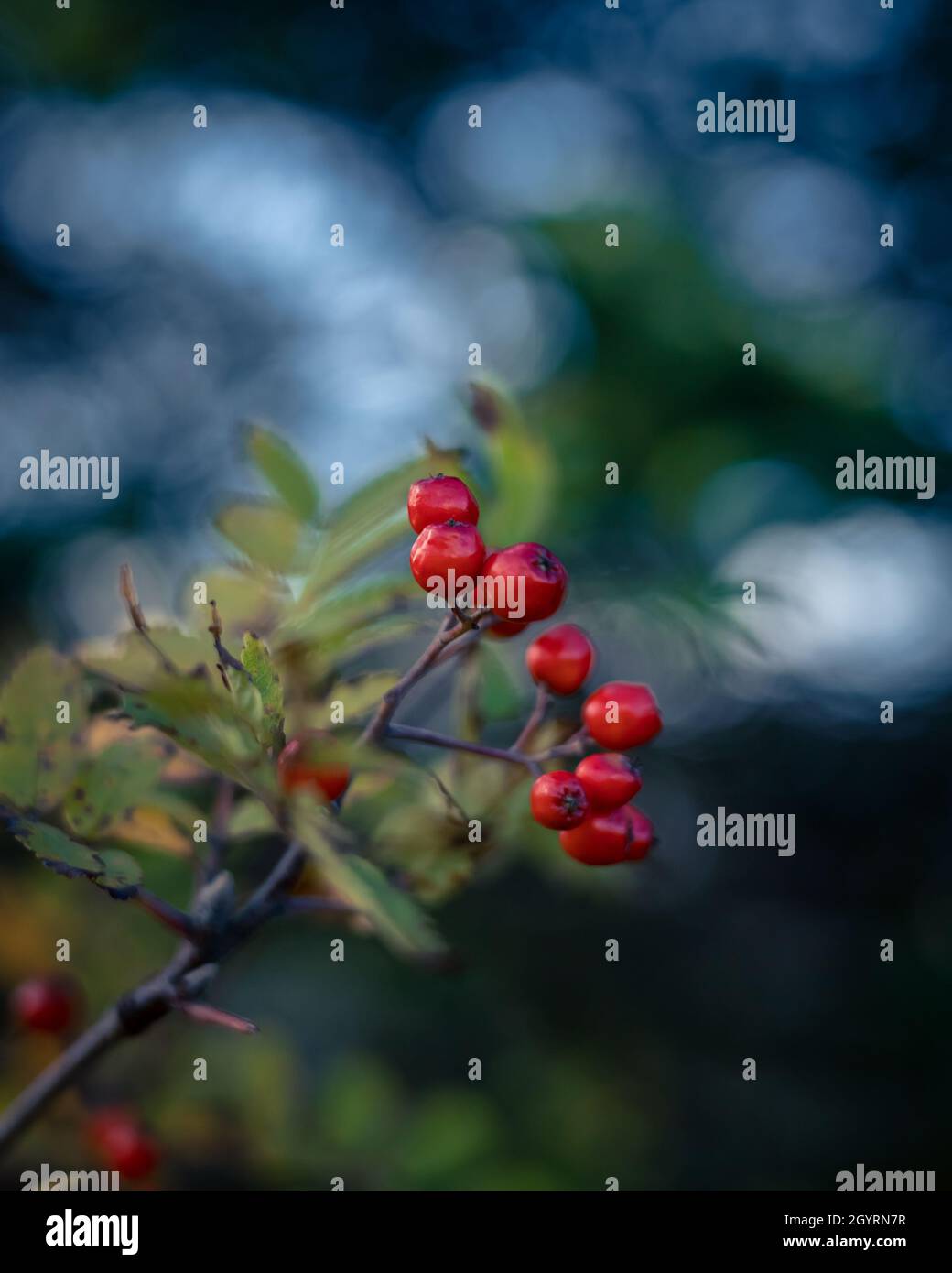 Close-up of a spruce tree branch. Needles turned yellow in the fall ...
