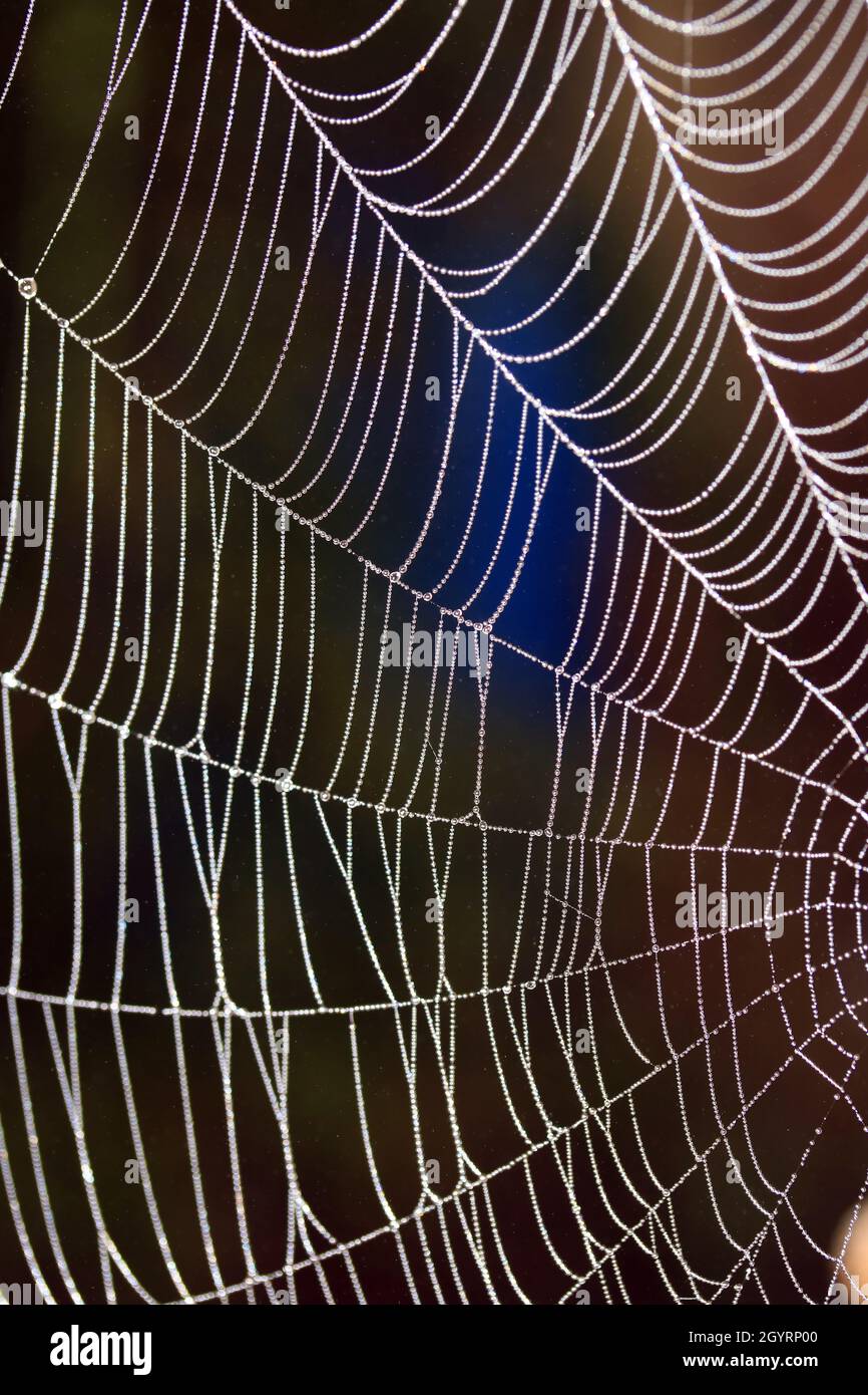 Spiders cobweb hi-res stock photography and images - Alamy