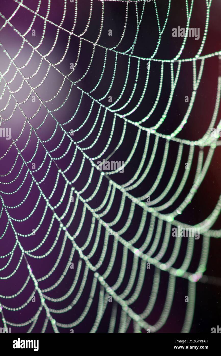 Close up wet cobweb hi-res stock photography and images - Alamy