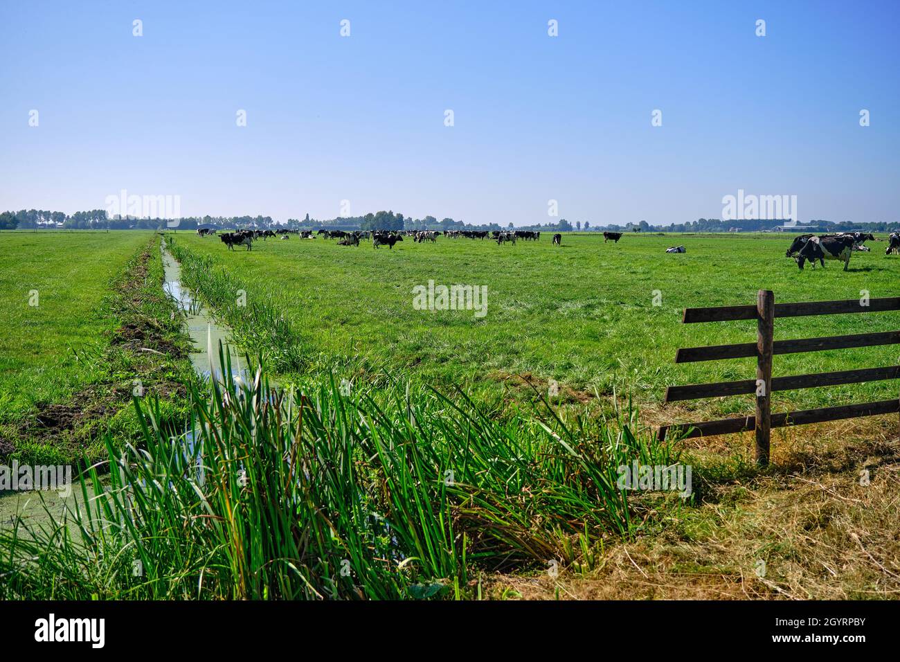 The Netherlands,Sep 8,2021-Cows in pasture with farm in the background ...