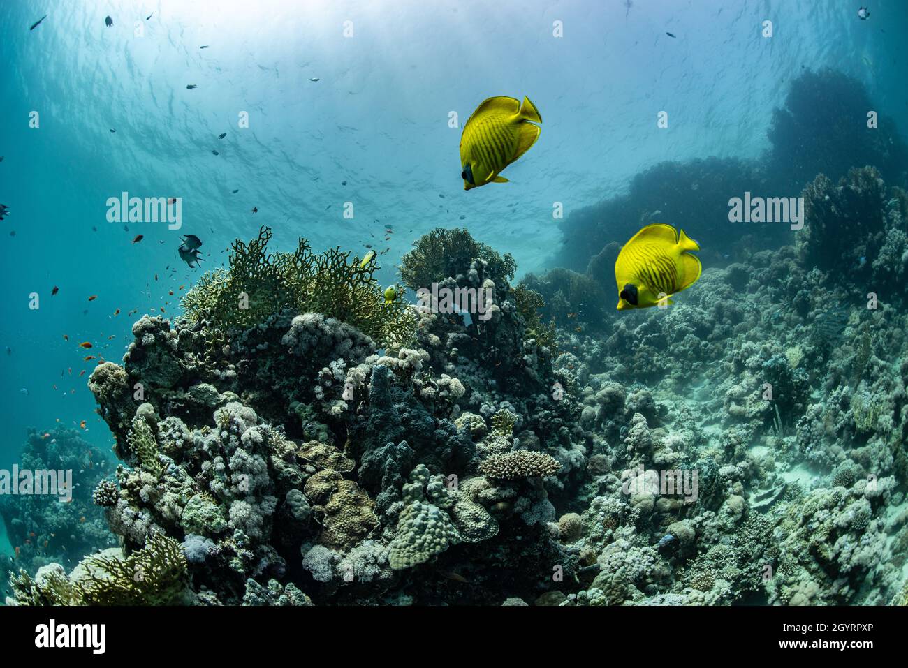 Yellow Fish couple Stock Photo - Alamy