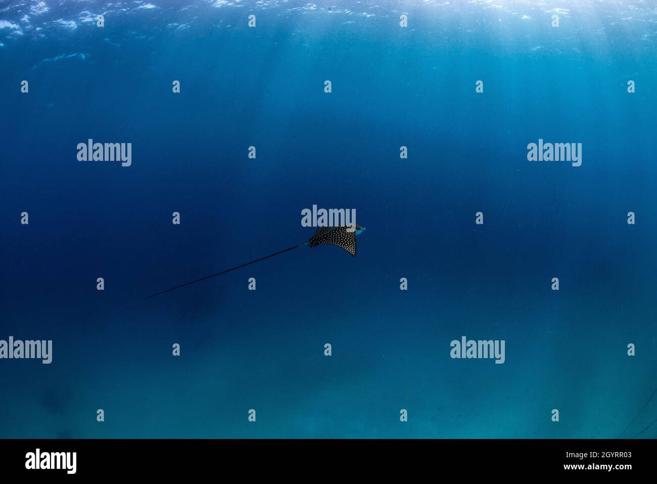 Eagle ray hi-res stock photography and images - Alamy