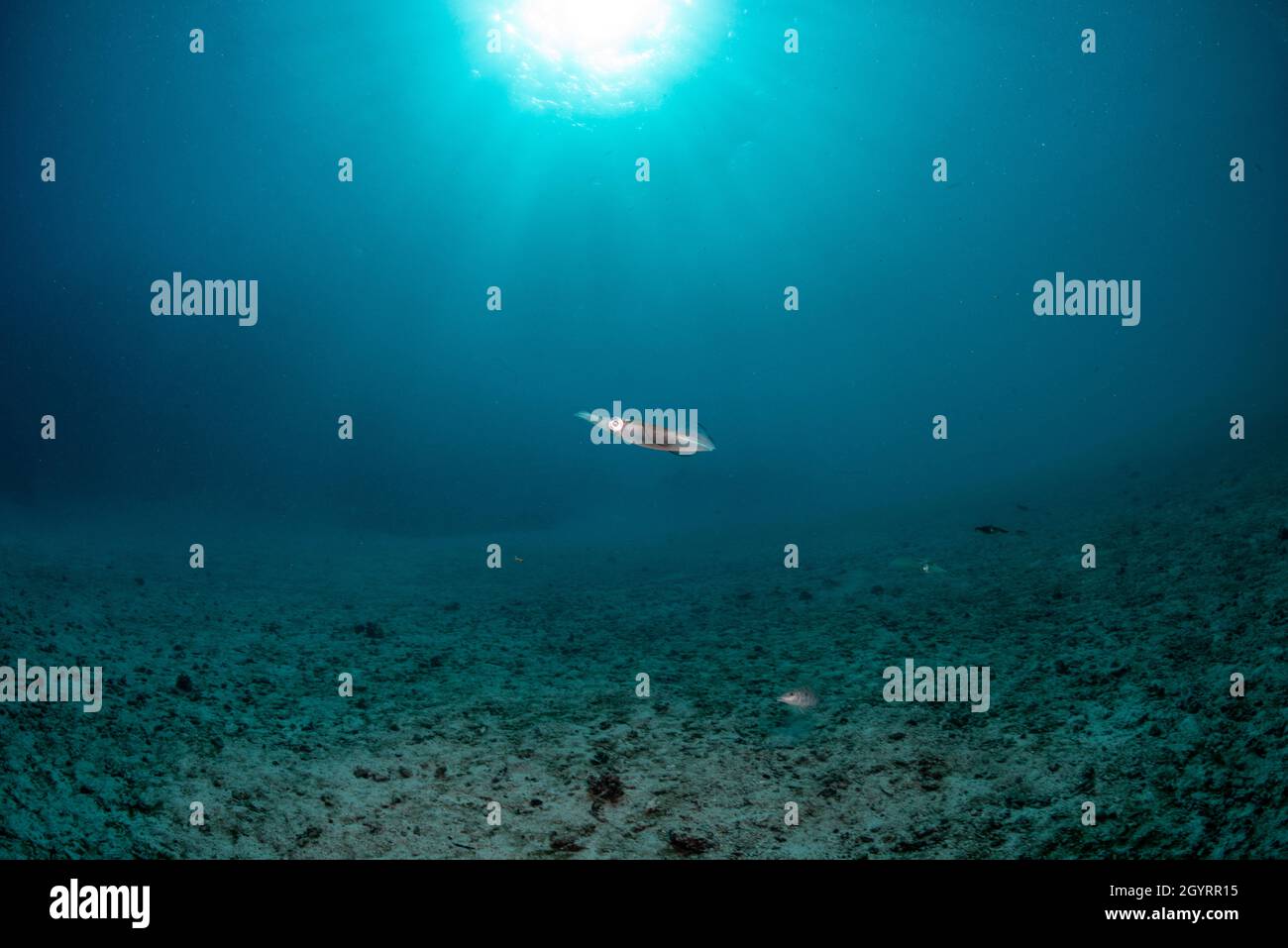 Red reef squid hi-res stock photography and images - Alamy