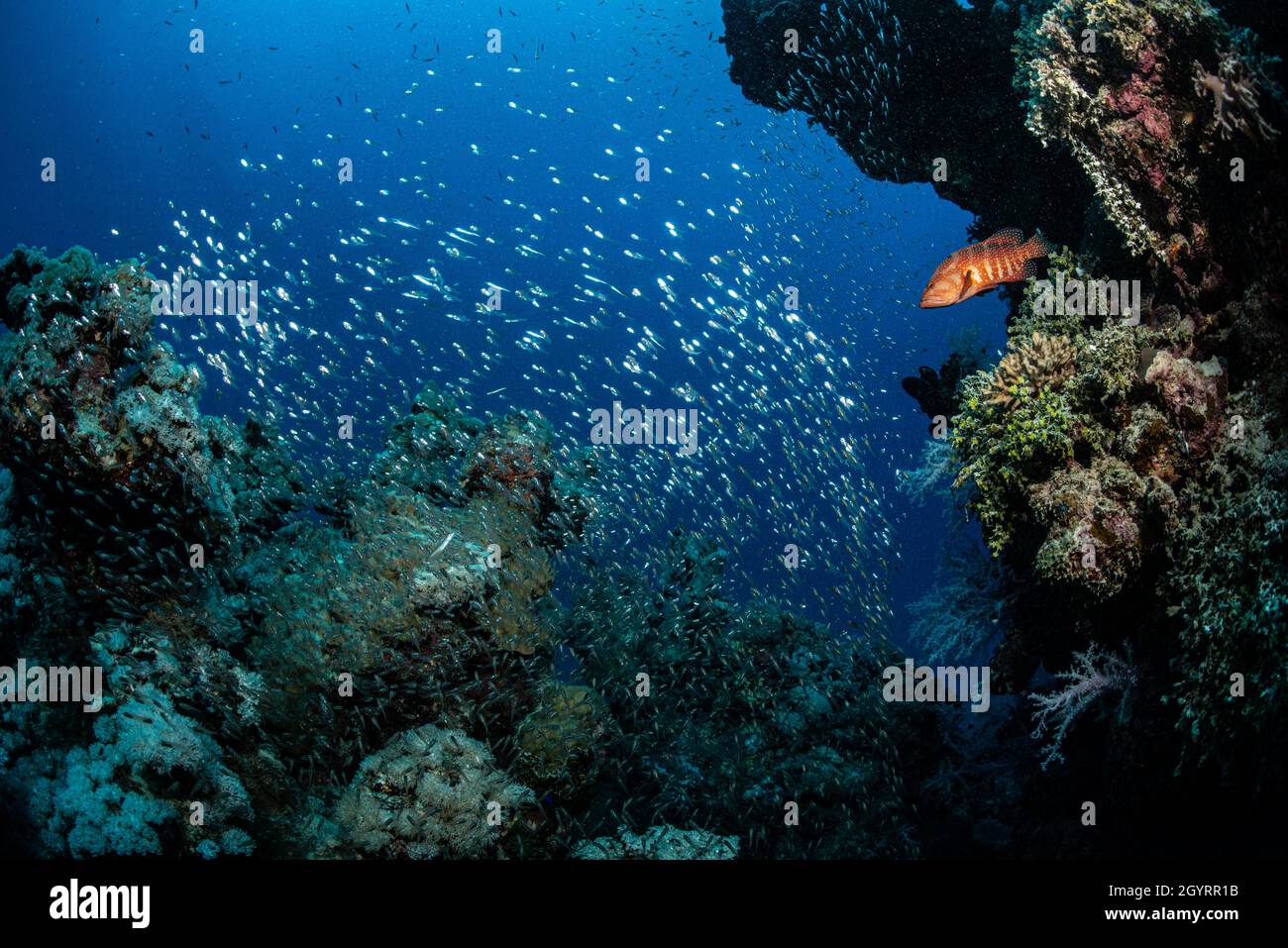 Diving glass hi-res stock photography and images - Alamy