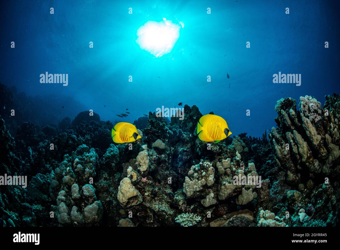 Yellow Fish couple Stock Photo - Alamy