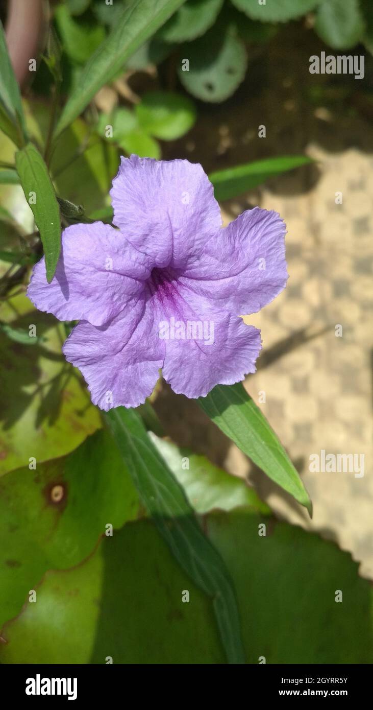 Closeup shot of a minnieroot (Ruellia tuberosa) flower with violet ...