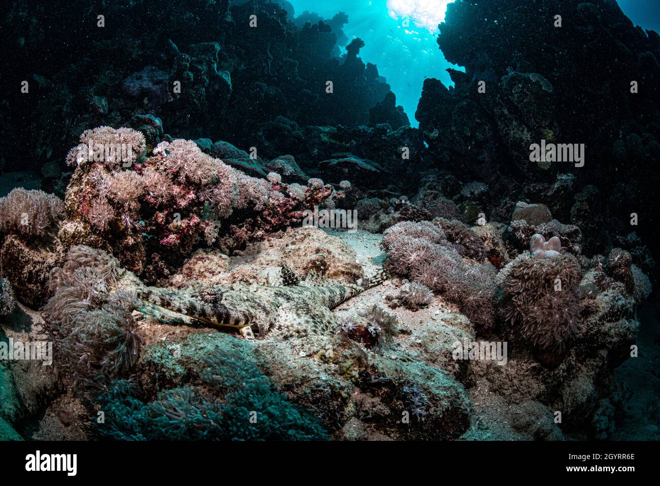 Krokofisch hi-res stock photography and images - Alamy