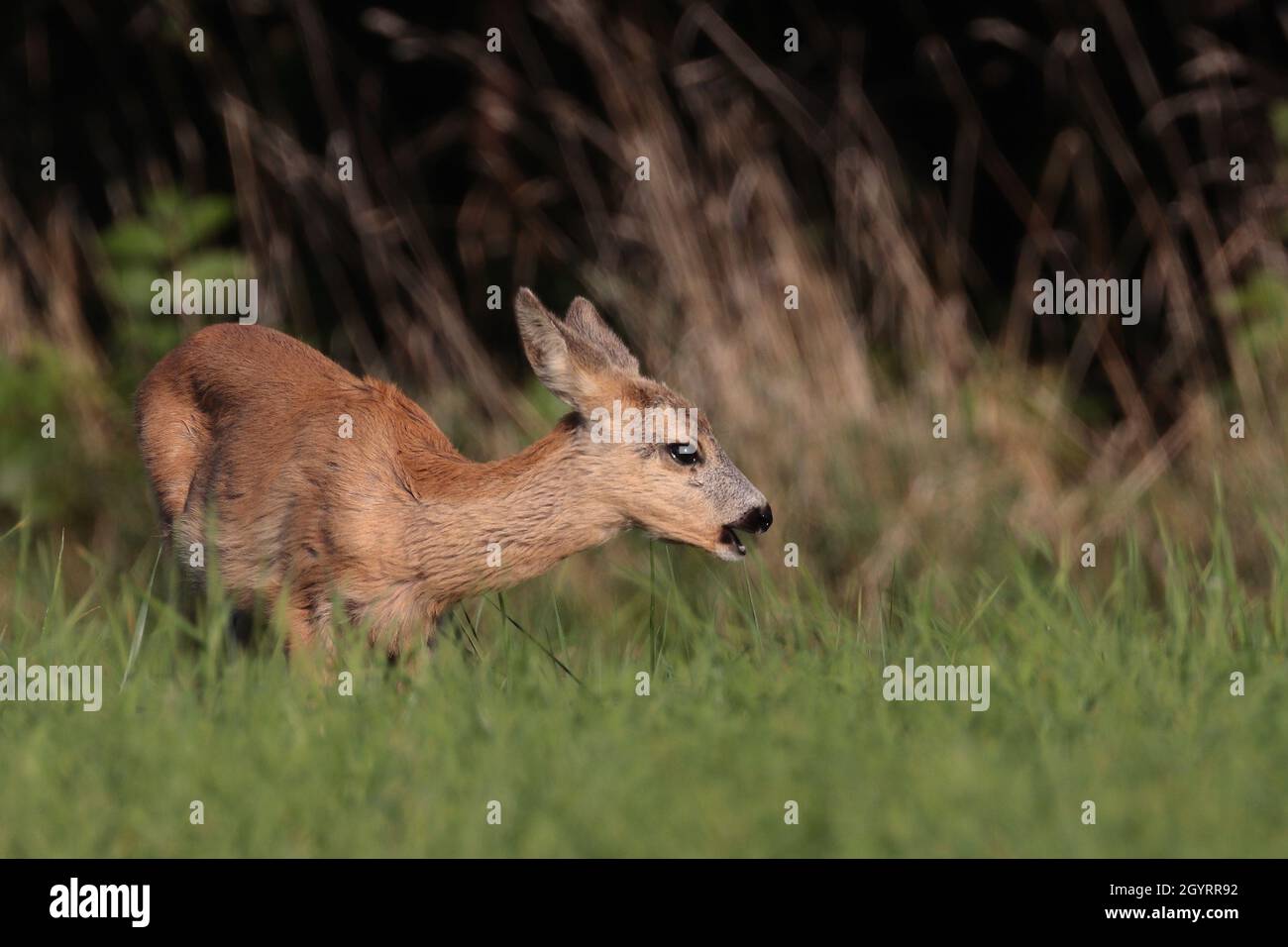 Closeup shot of a baby roe deer standing in a grassy field on a sunny ...