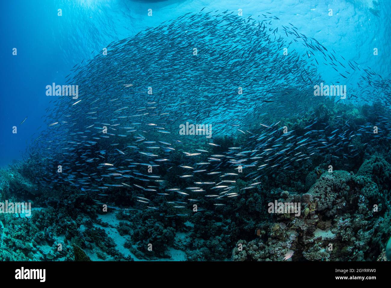 Barracuda school hi-res stock photography and images - Alamy
