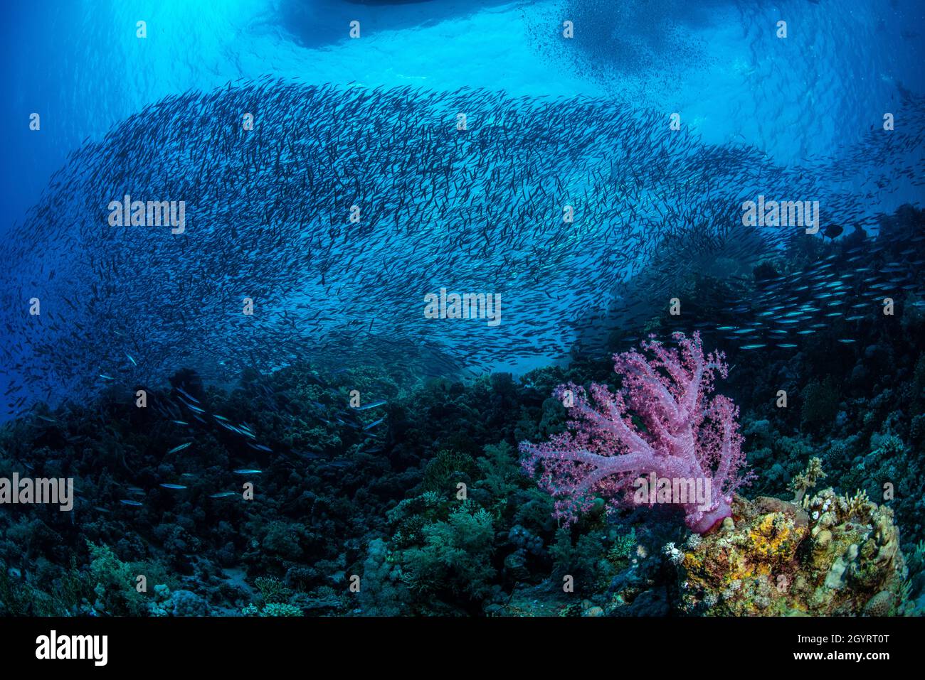 School of Barracuda Stock Photo - Alamy
