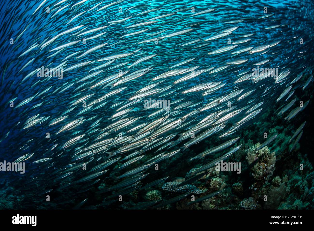 School of Barracuda Stock Photo - Alamy