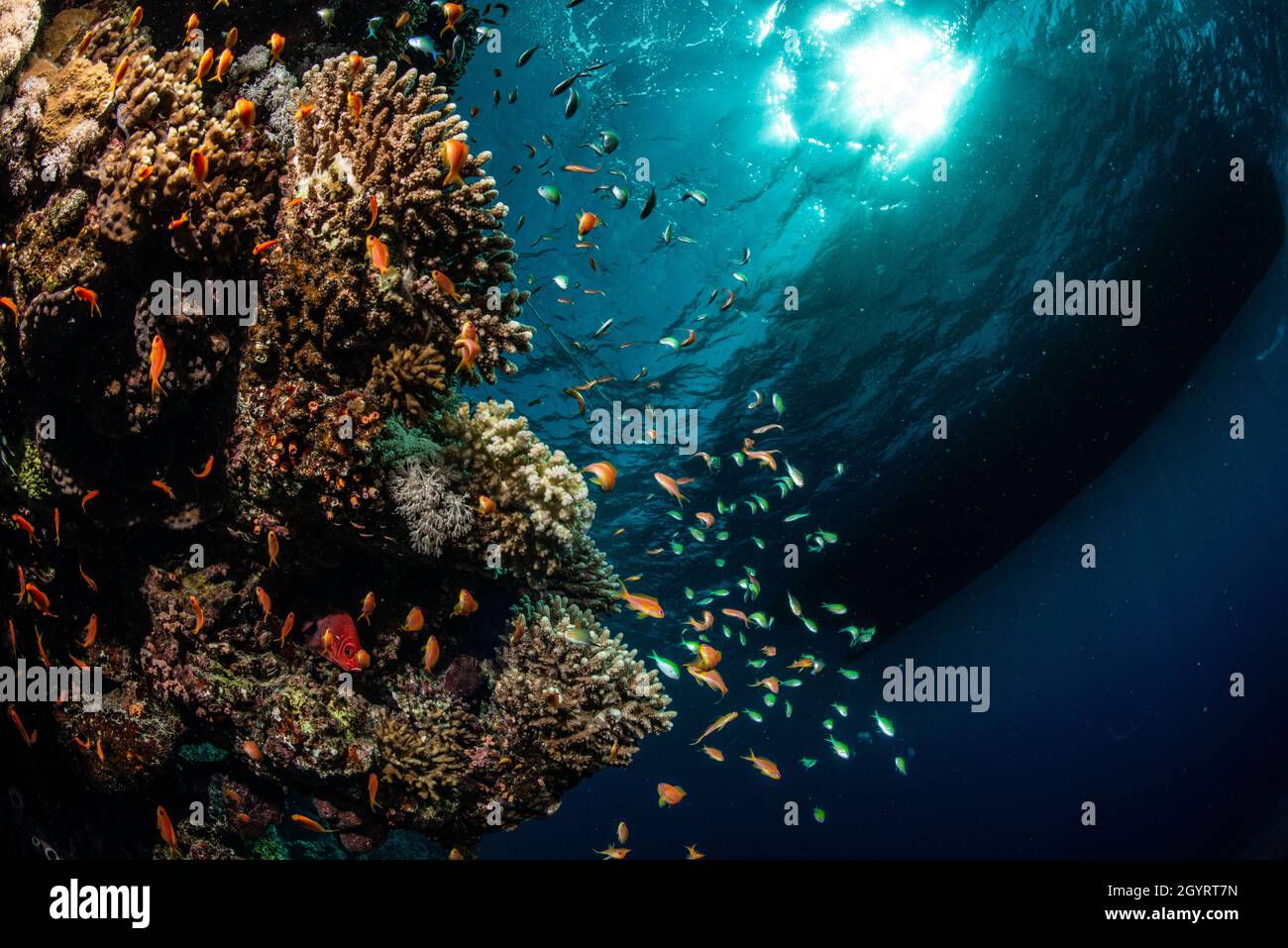 Red sea fish soma bay hi-res stock photography and images - Alamy