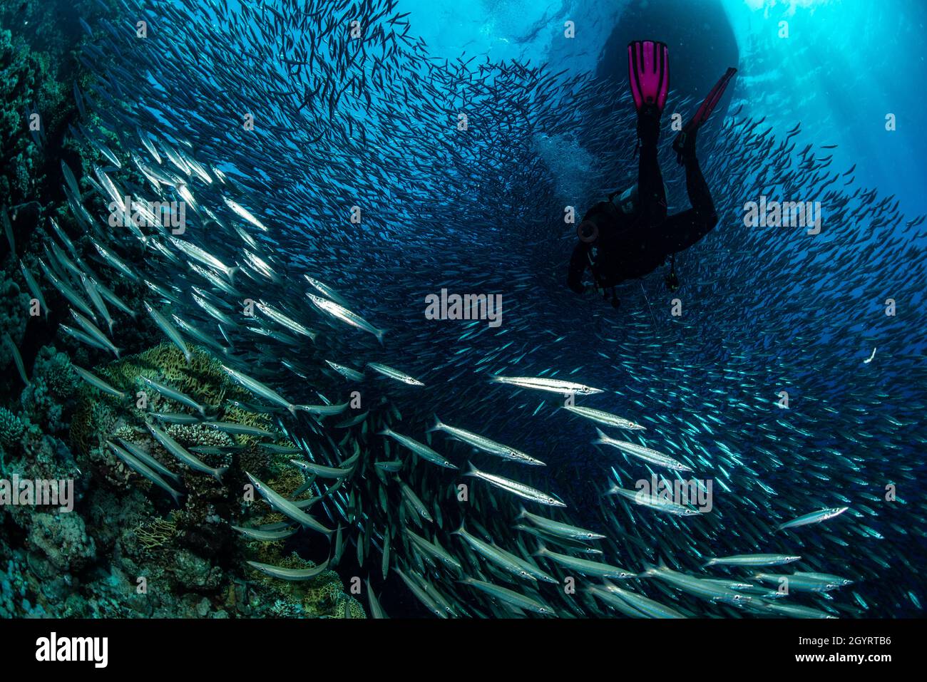 Fish school scuba hi-res stock photography and images - Alamy