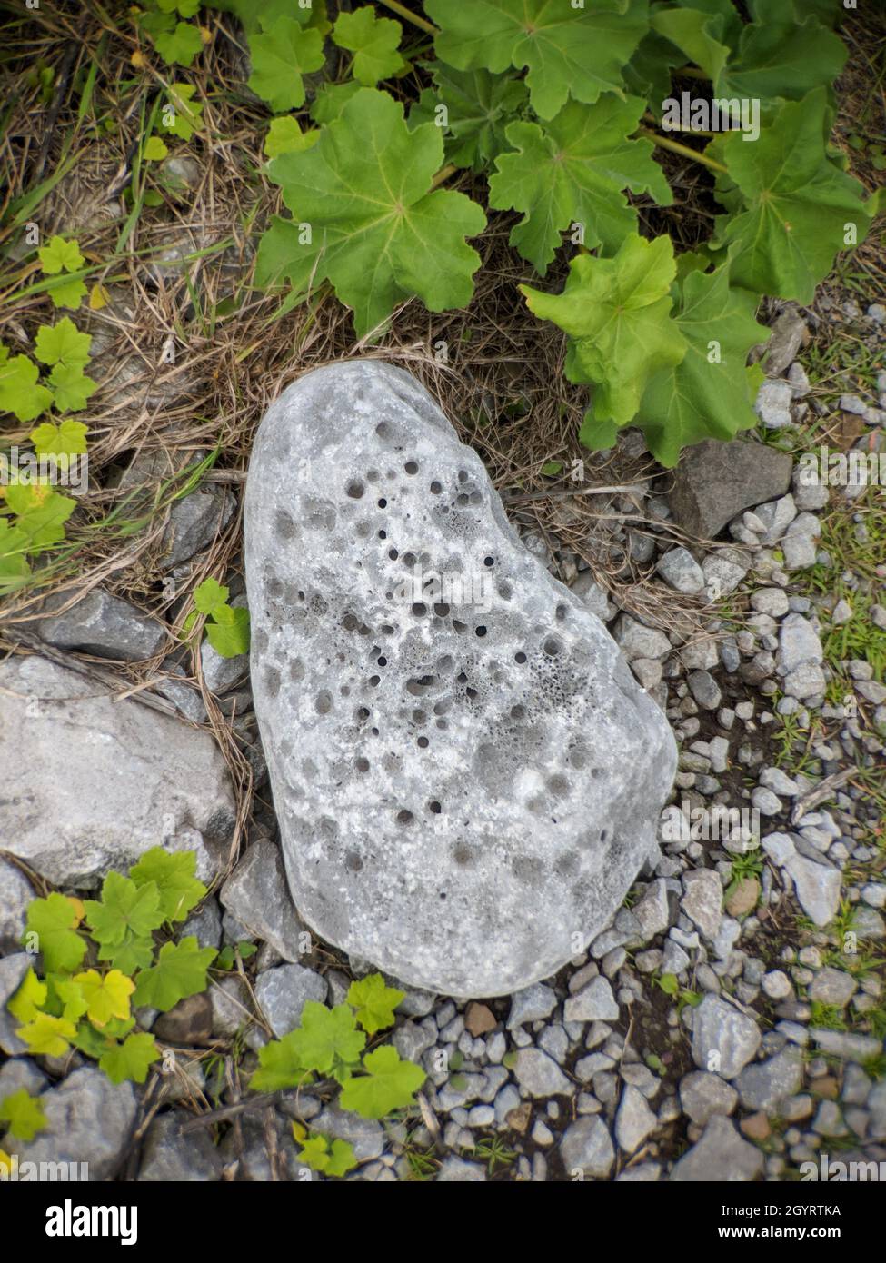 Top view of a stone on the ground Stock Photo - Alamy