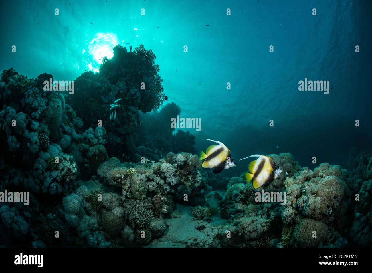 Coral reef banner hi-res stock photography and images - Alamy