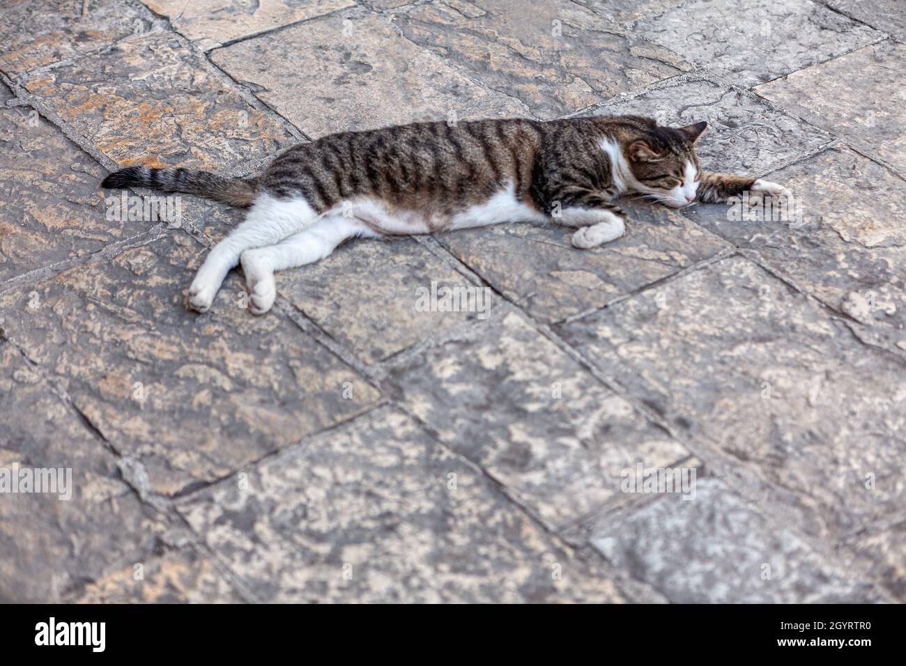 Lazy cat after catching mice . Relaxed cat sleeping on the pavement ...