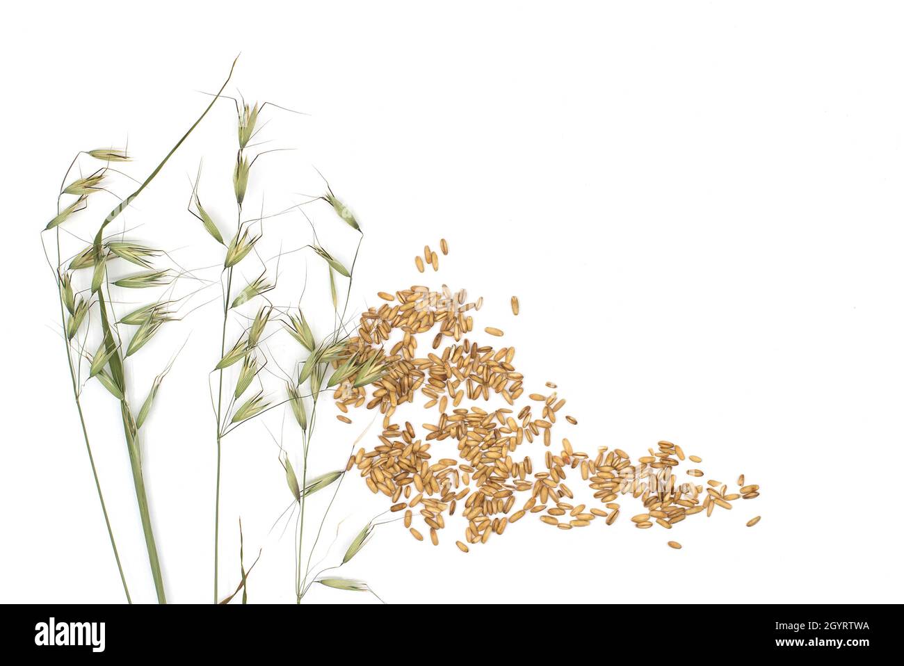 Oat ears branch and whole oat groats isolated on a white background ...