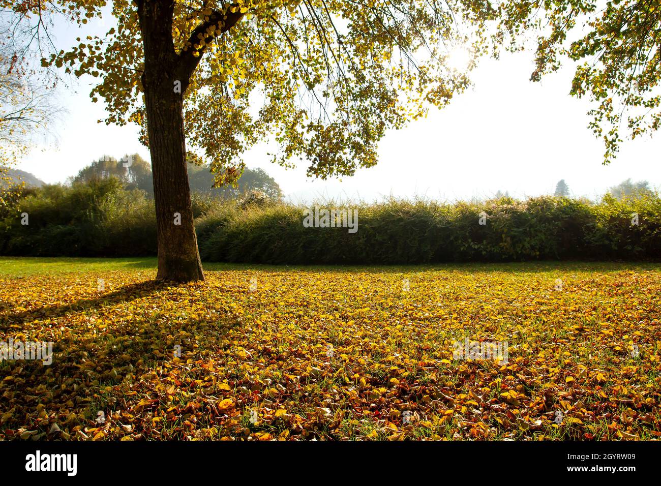 Populus nigra, the black poplar autumnal fallen leaves Stock Photo - Alamy
