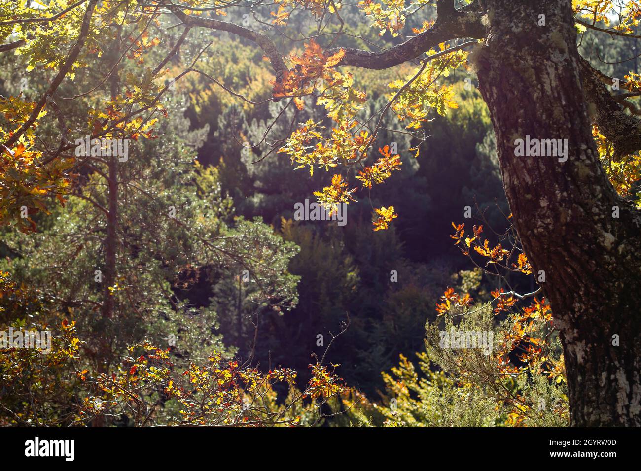 Mixed forests hi-res stock photography and images - Alamy