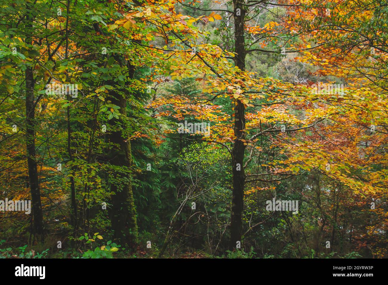 North America Temperate Deciduous Forest