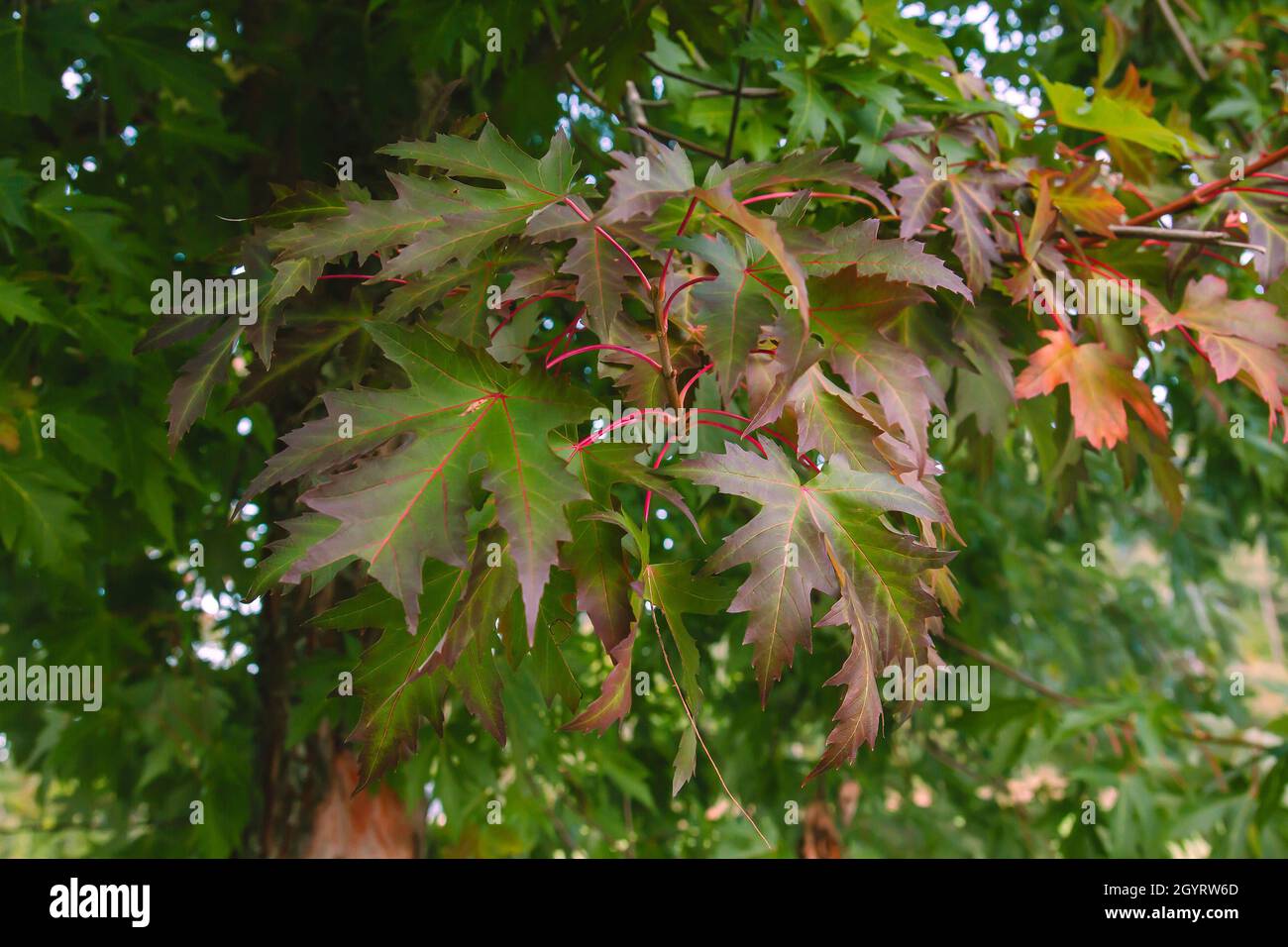 Acer saccharinum Silver maple autumn foliage Stock Photo - Alamy
