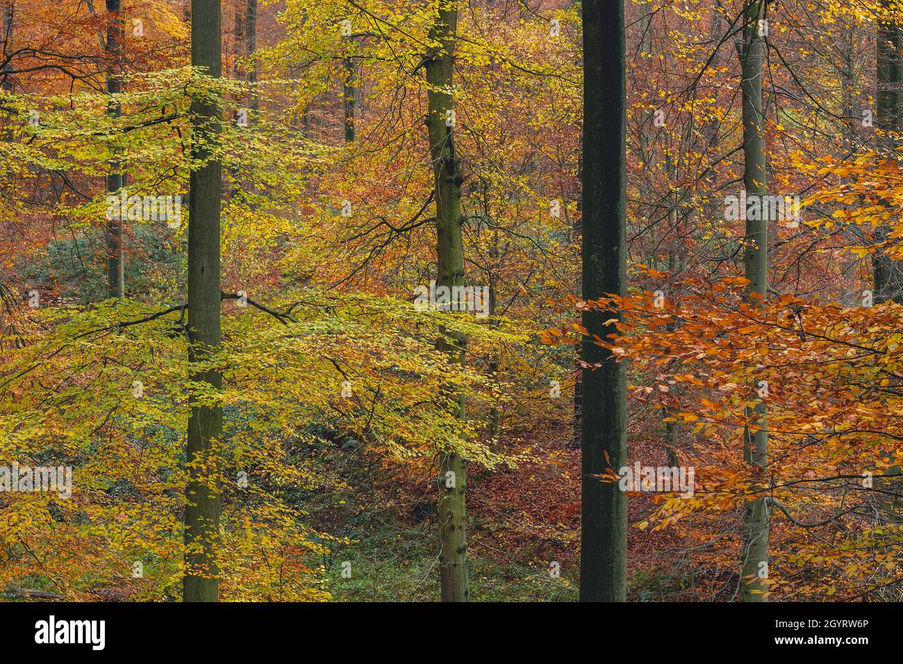 Old-growth european beech forest (Fagus sylvatica) with colorful deciduous foliage in autumn ...