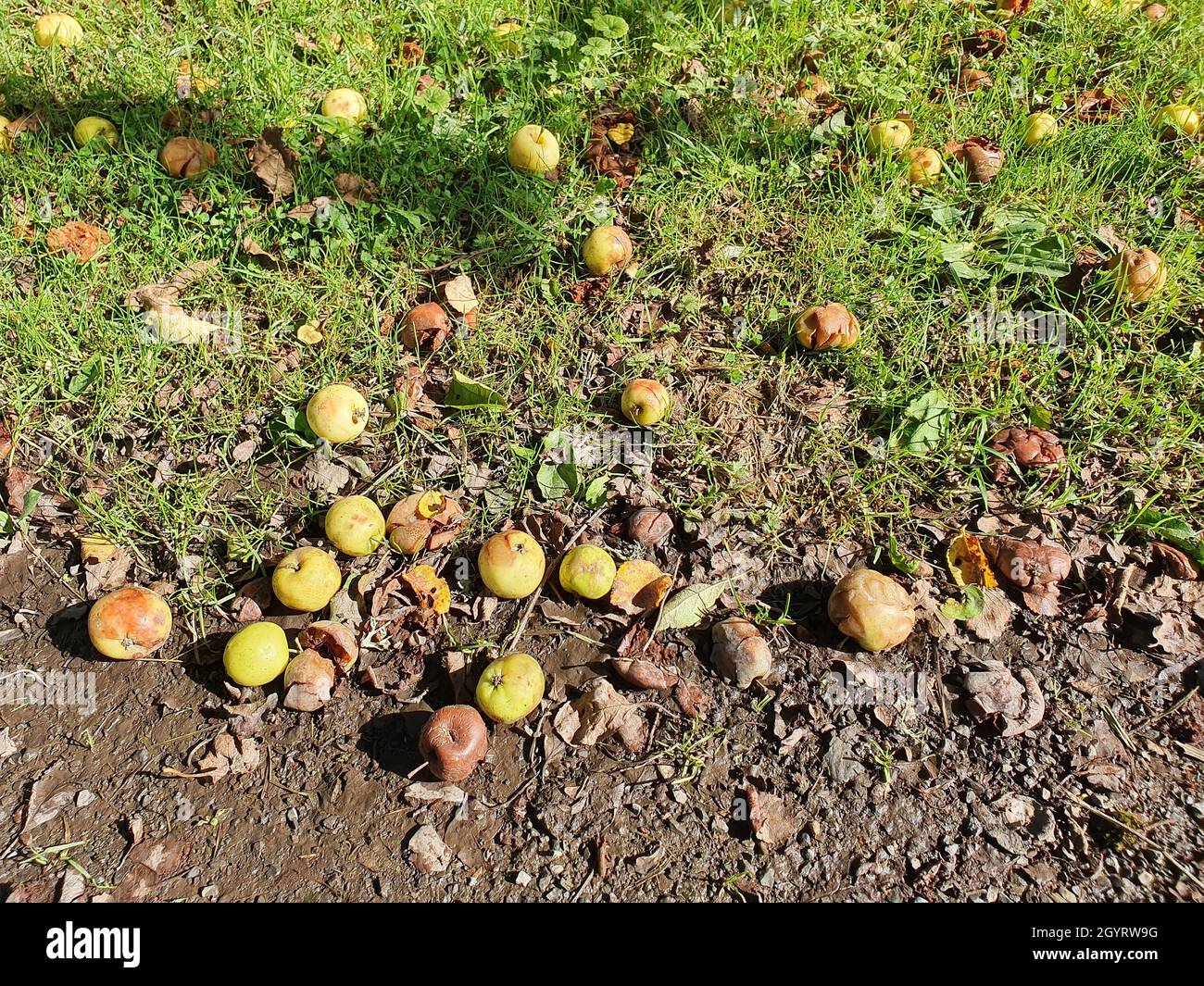 Fermenting crab apples hi-res stock photography and images - Alamy