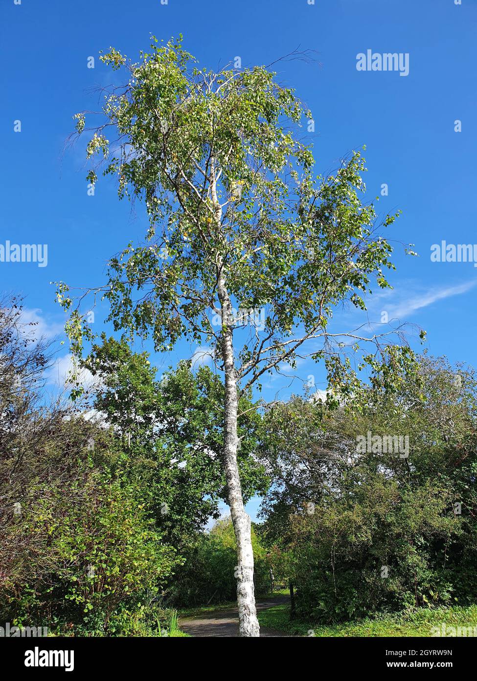 Betula Pendula Roth tree with a blue sky which is commonly known as ...
