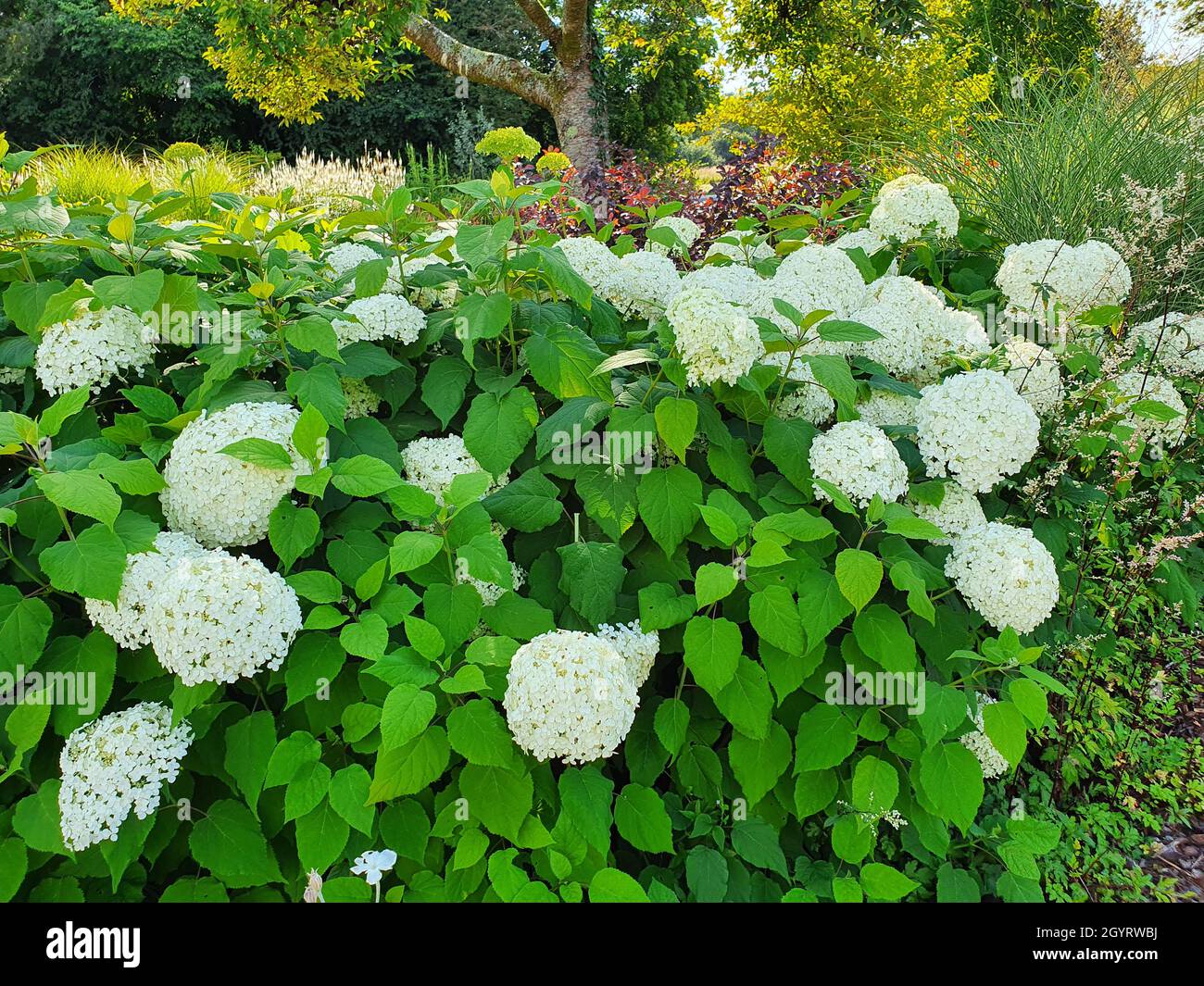 Hydrangea Arborescens 'Annabelle' summer autumn fall flowering plant ...