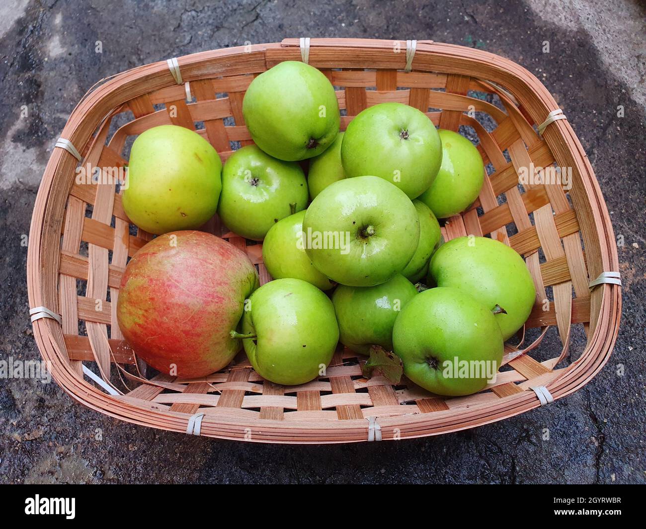 Green apples from an Apollo Rocket tree freshly picked in a wicker ...