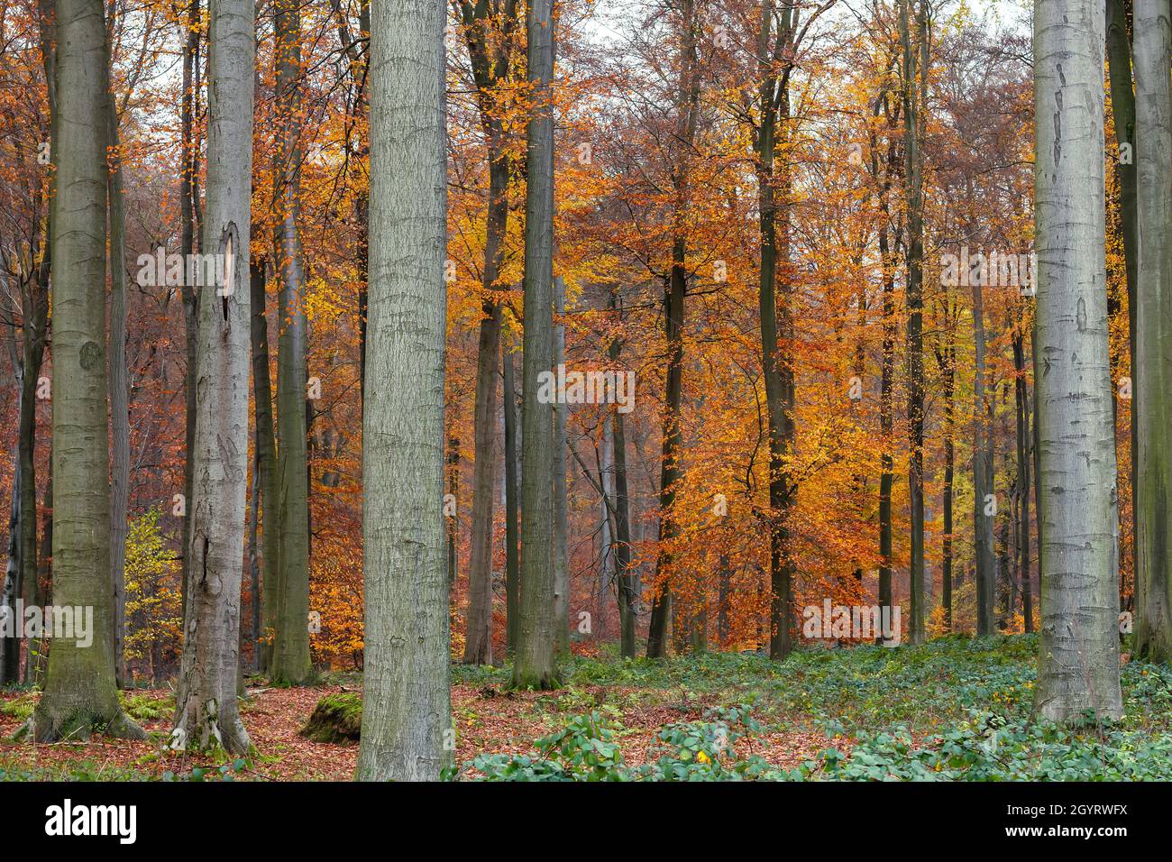Old-growth european beech forest (Fagus sylvatica) in autumn Stock ...