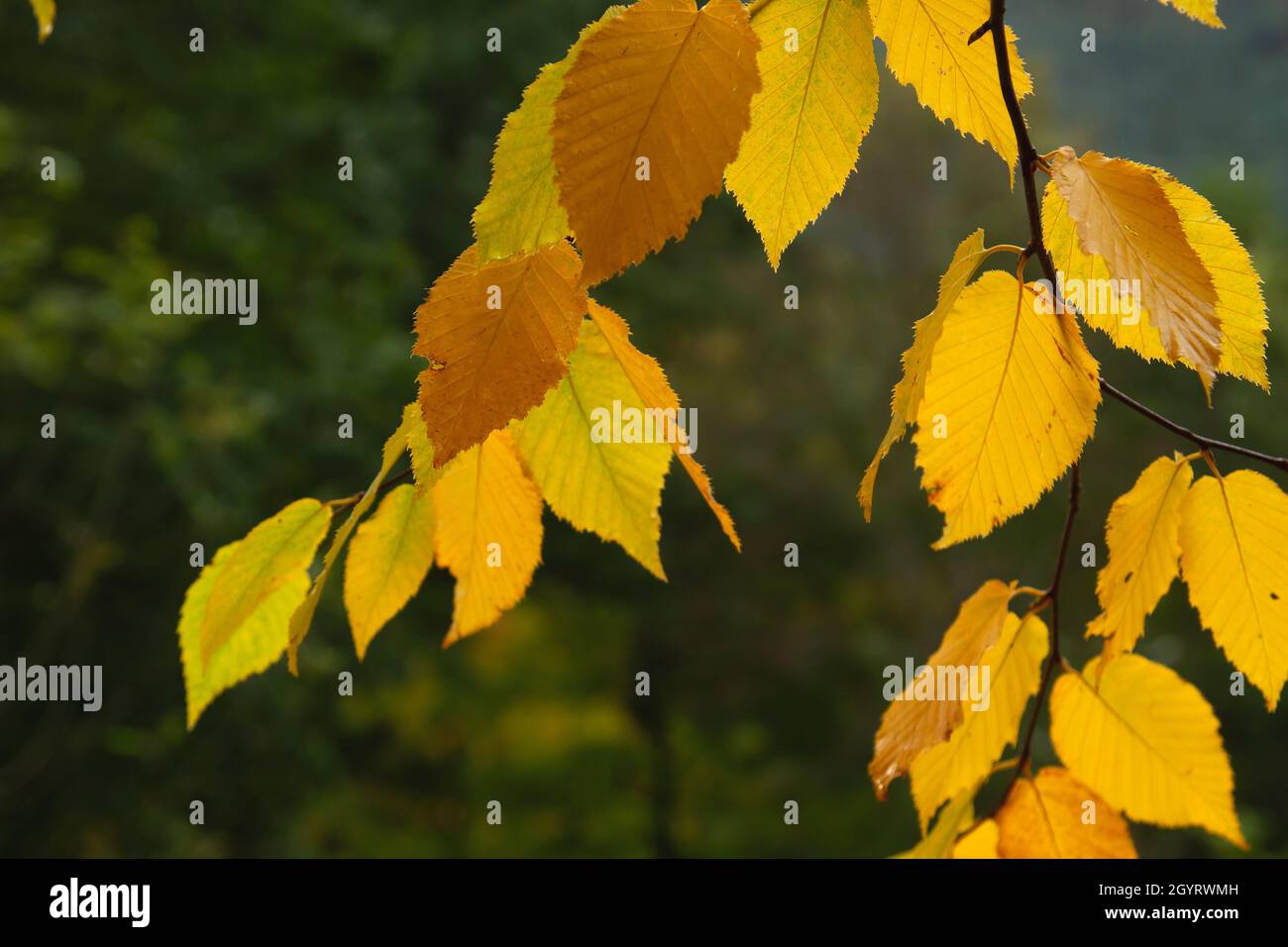 European hornbeam hi-res stock photography and images - Alamy
