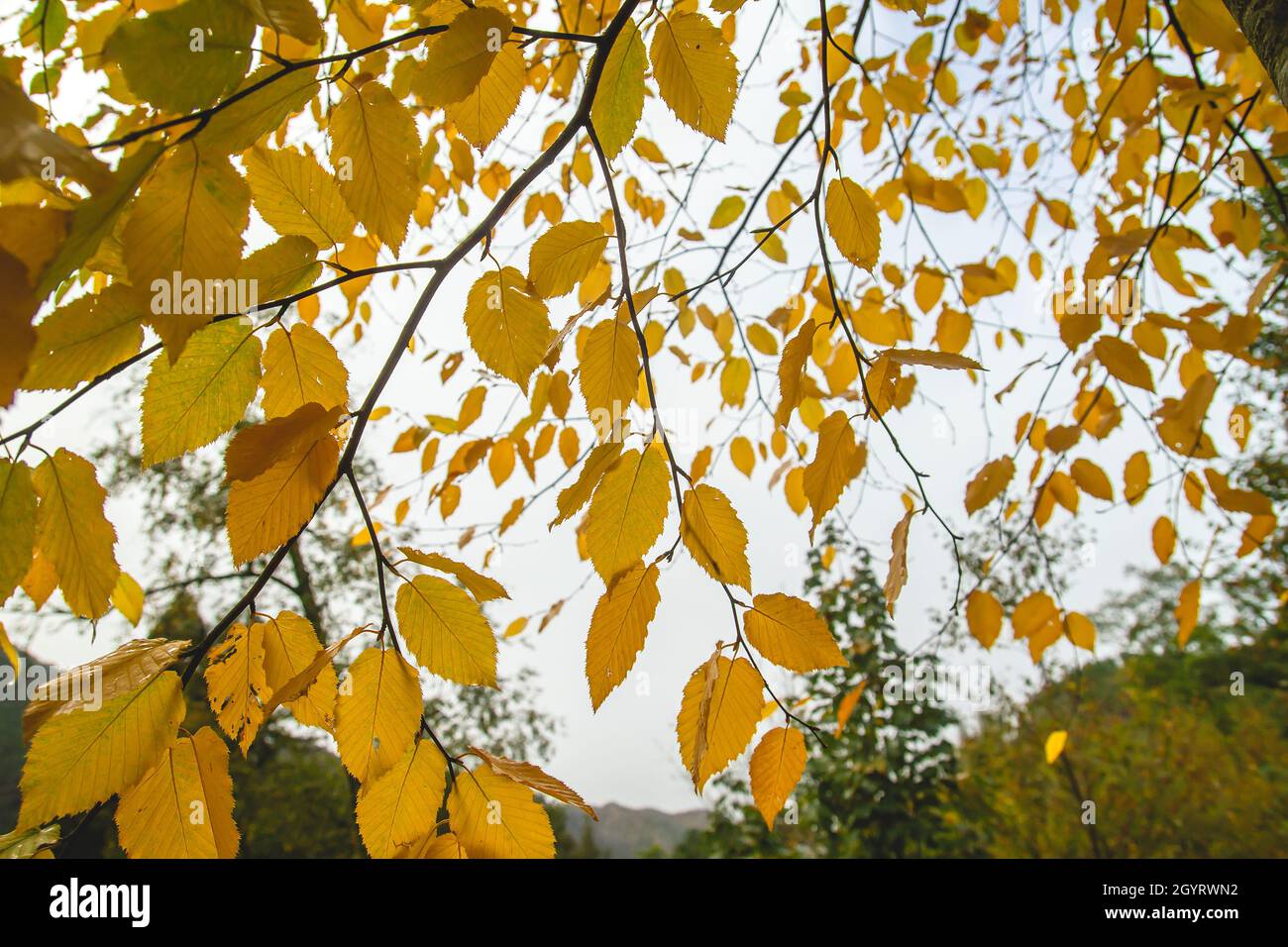 European hornbeam (Carpinus betulus) deciduous tree yellow colored ...