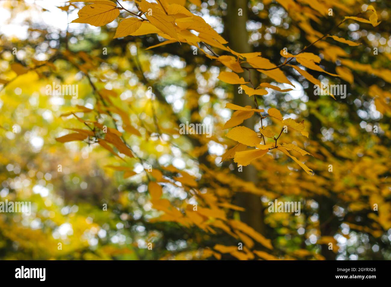 Detail of european hornbeam (Carpinus betulus) deciduous tree yellow ...