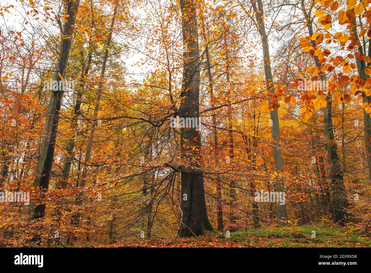 Fagus forest branches fagaceae hi-res stock photography and images - Alamy