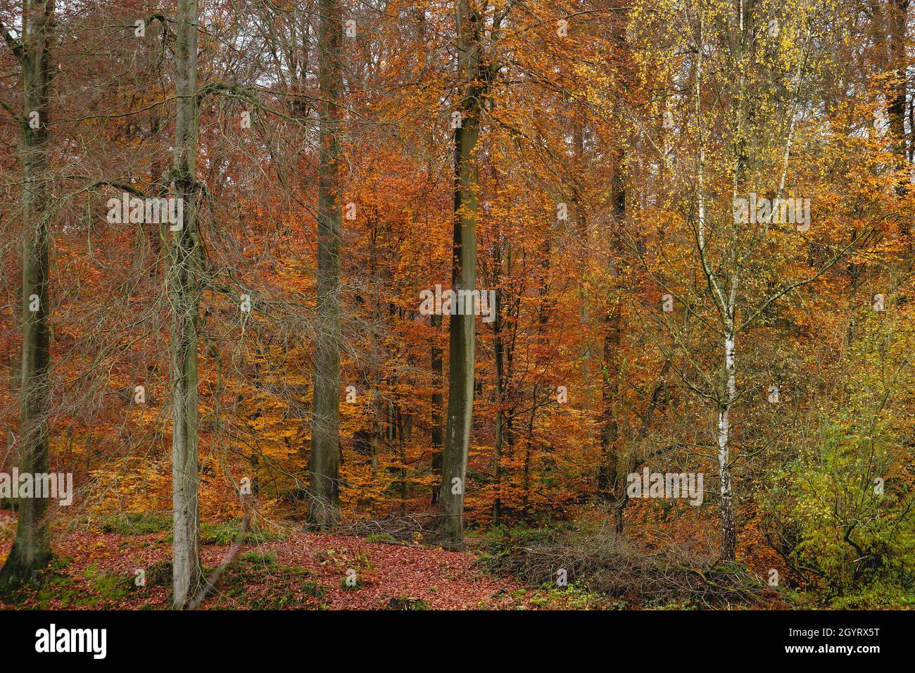 Birch and beech trees with colorful autumnal foliage in Sonian Forest ...