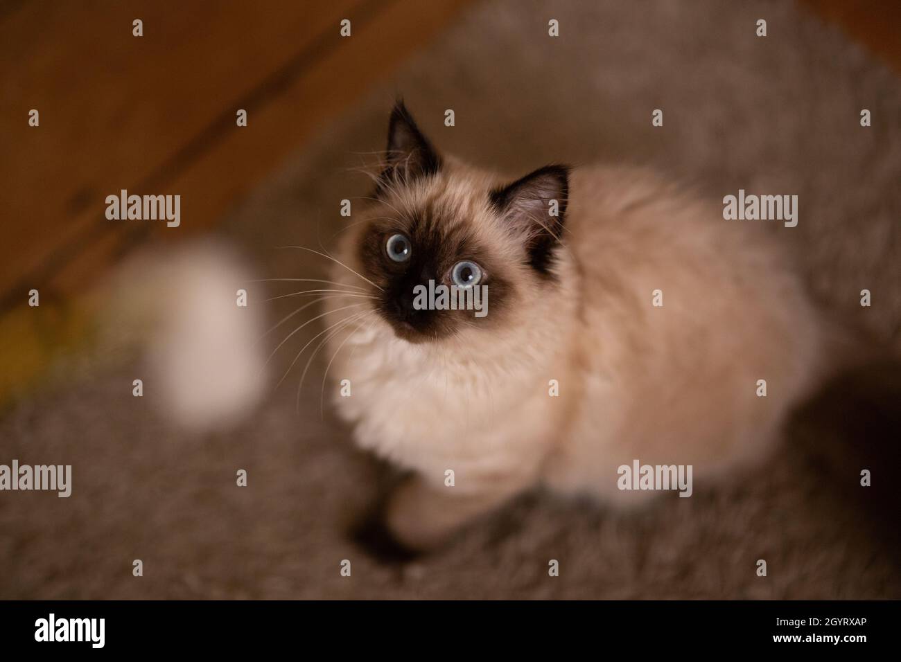 Closeup of a cute Birman cat resting on the floor Stock Photo - Alamy