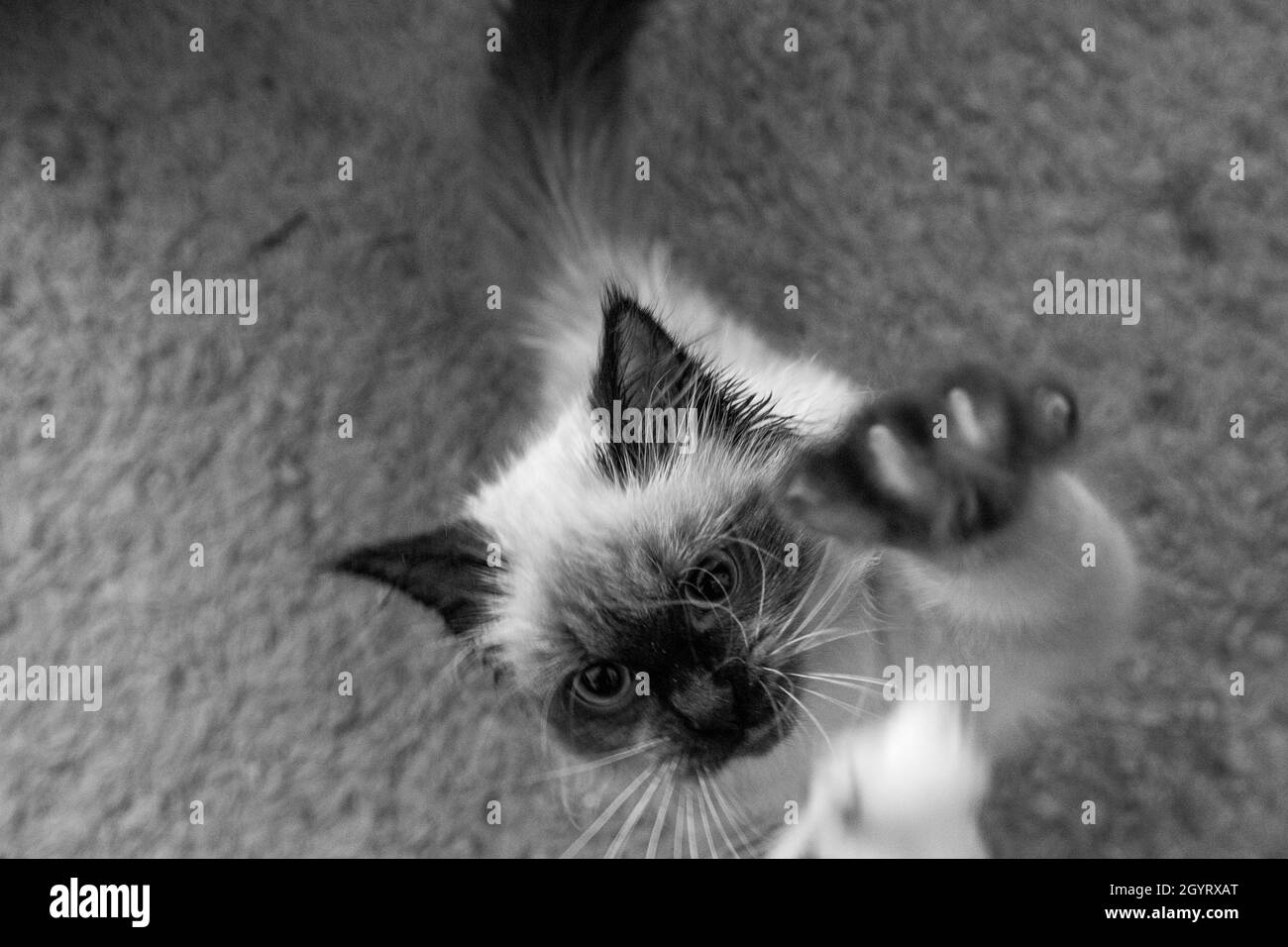Birman breed Black and White Stock Photos & Images - Alamy