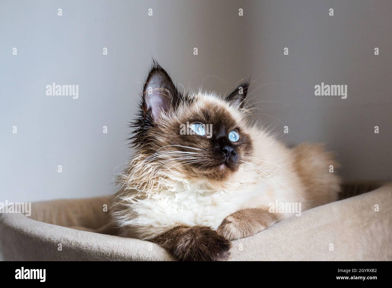 Fluffy relaxed Birman cat laying on the bed Stock Photo - Alamy