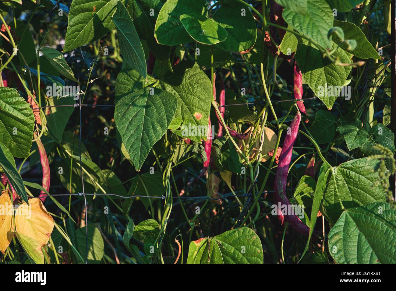 Purple runner beans hi-res stock photography and images - Alamy