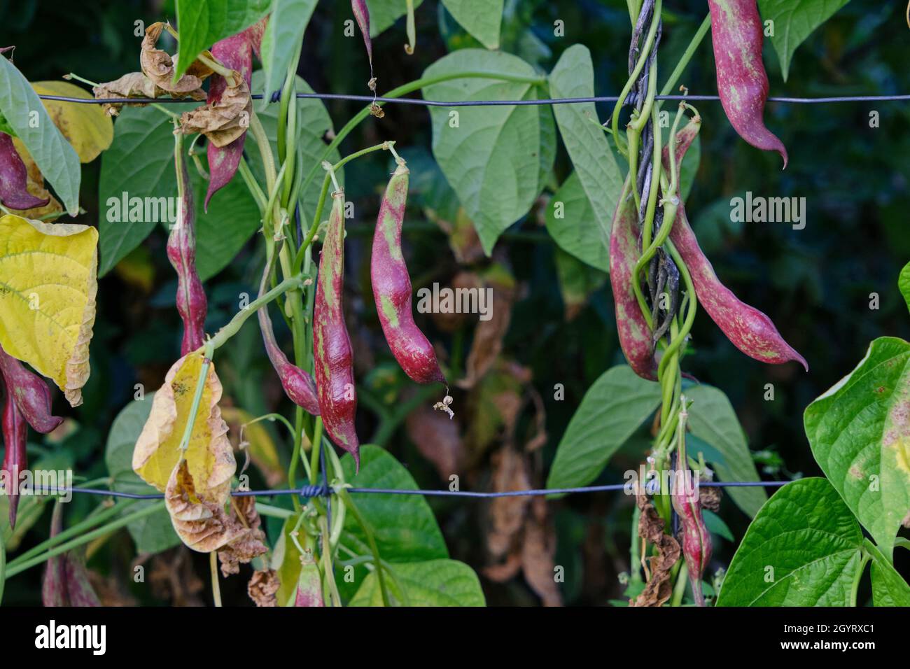 Runner beans Phaseolus coccineus plant with ripe purple colored pods ...