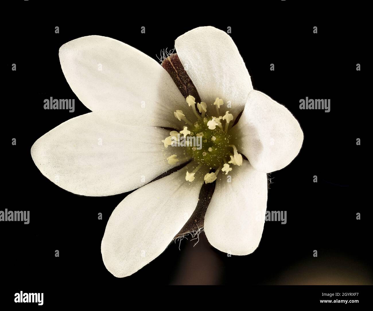 Round lobed hepatica hi-res stock photography and images - Alamy