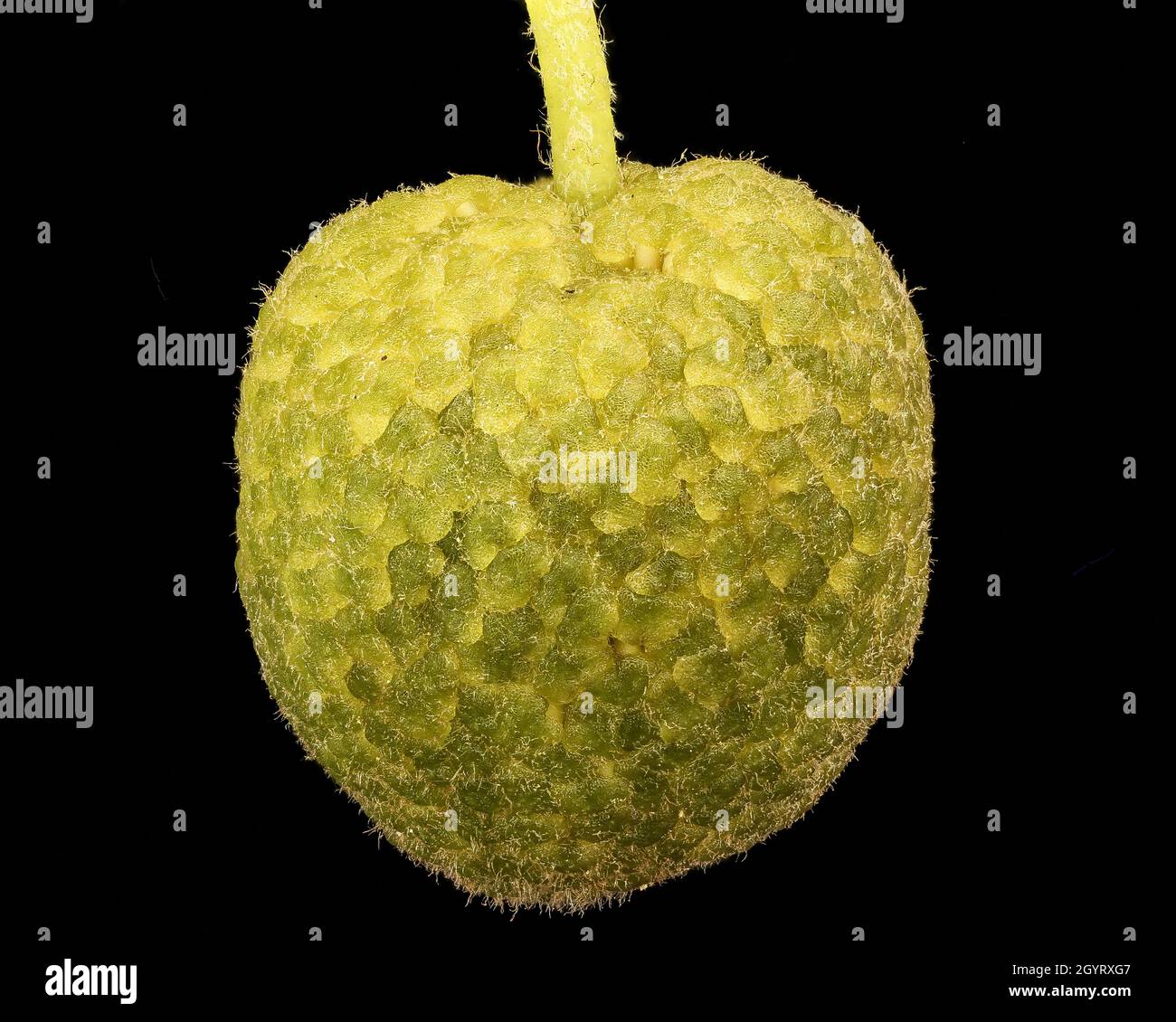 Green seed ball of American Sycamore on black background Stock Photo ...