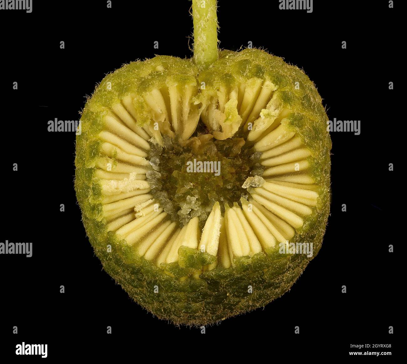 Green seed ball of American Sycamore on black background Stock Photo ...