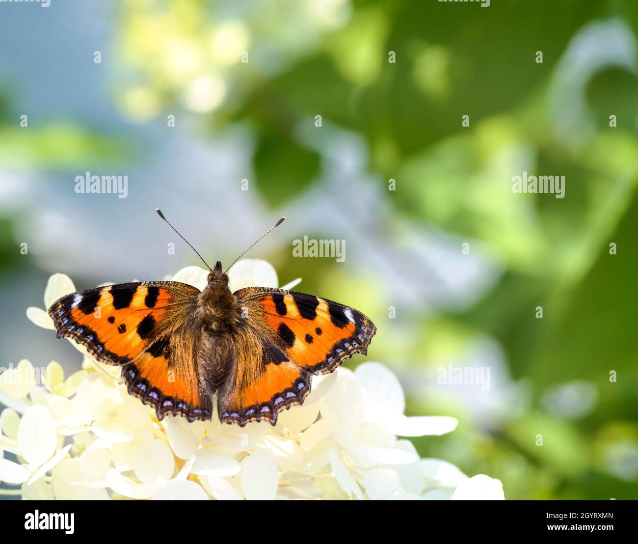 Macro of a small tortoiseshell butterfly Stock Photo - Alamy