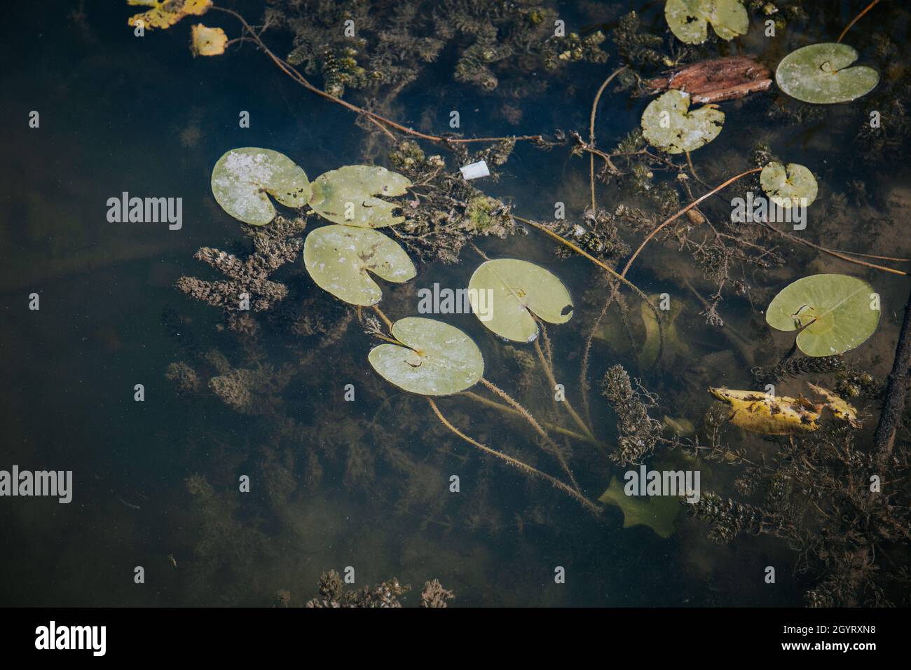 Natural view of water lily plants floating on the surface of a pond ...